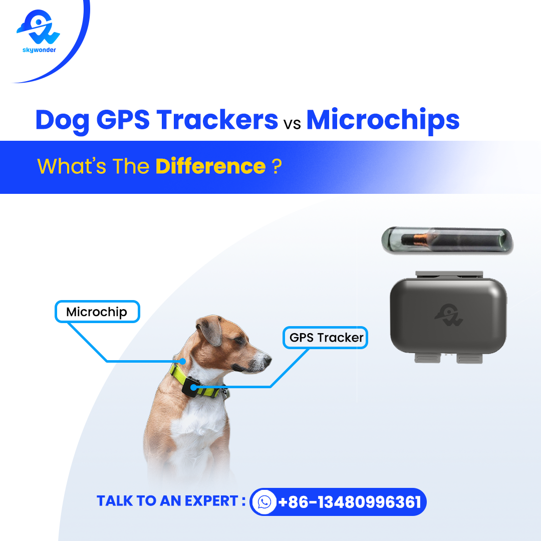 Choosing Your Dog Gps Tracker Chip: Key Specs to Compare in 2025